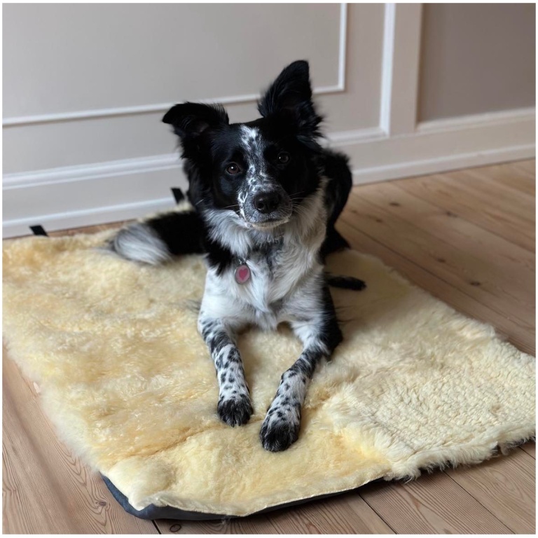 Vetbed 100% ren Britisk uld - Unik Hund